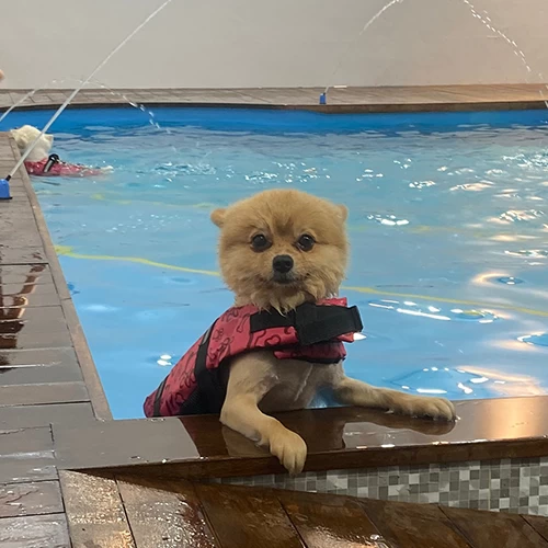 Paws 4 Splash: Pet-Friendly Dog Swimming Pool in Singapore | Pet Master ...