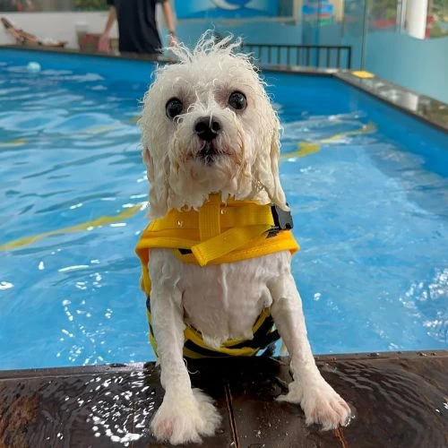 Paws 4 Splash: Pet-Friendly Dog Swimming Pool in Singapore | Pet Master ...