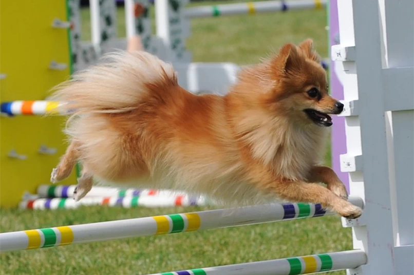 Top 5 Reasons Why You Should Own A Pomeranian | Pet Master Singapore