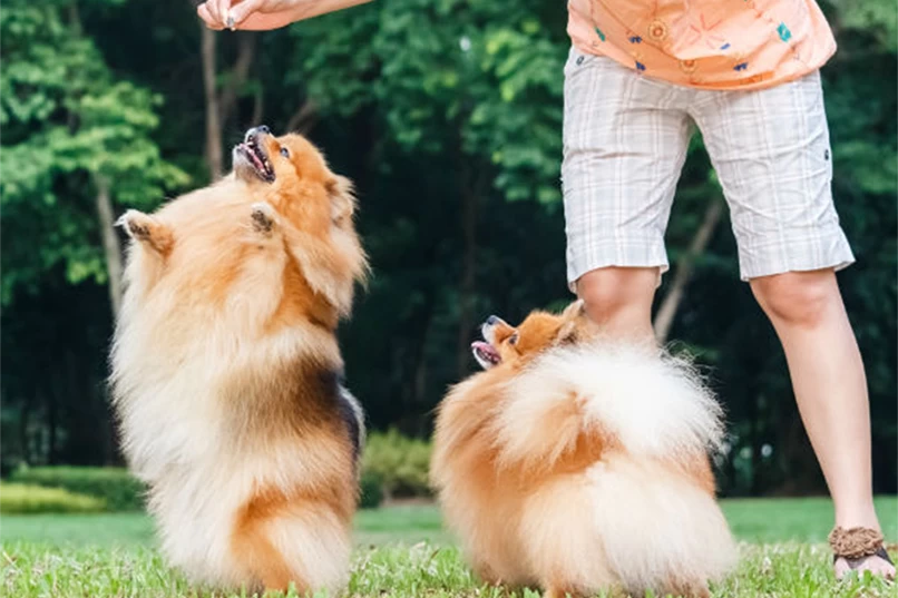 Top 5 Reasons Why You Should Own A Pomeranian | Pet Master Singapore