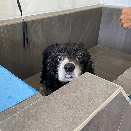 Test DIY Dog Wash | Pet Master Singapore