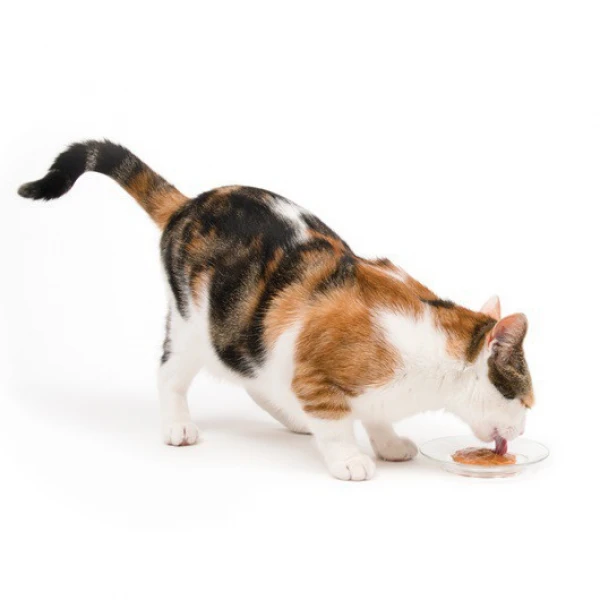 PetMaster | Catit Cat Treat Creamy Puree Chicken Liver 75gx4 | Pet ...