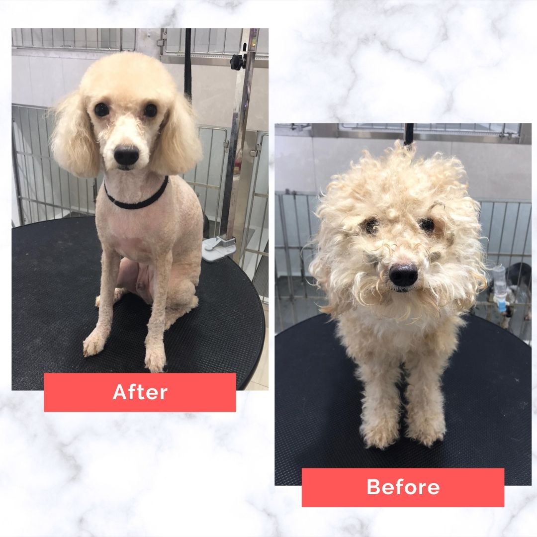 Dog Grooming Services | Pet Master Singapore