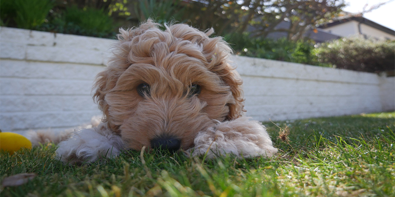 Why Cavapoochons Are The Best | Pet Master Singapore
