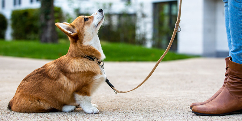 What You Need To Know About A Corgi | Pet Master Singapore