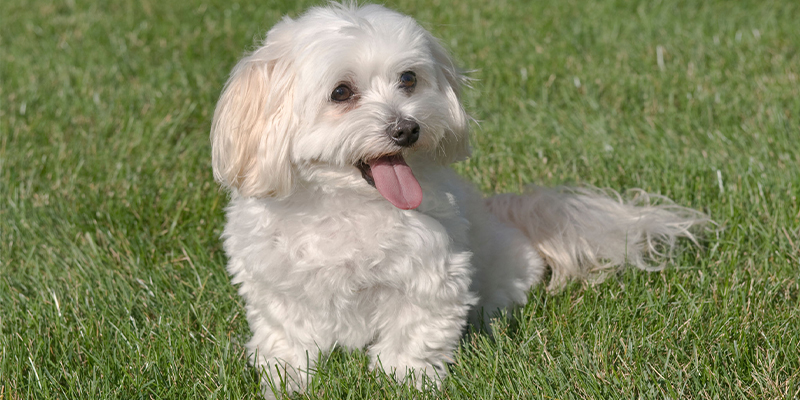 What You Need To Know About A Maltipoo | Pet Master Singapore