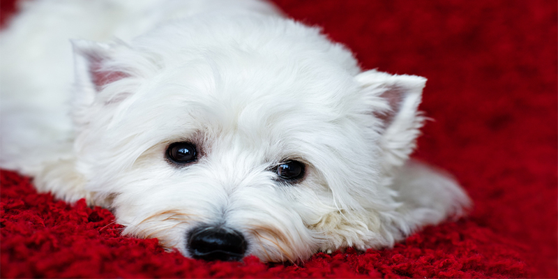 Introduction To West Highland Terrier AKA Westie | Pet Master Singapore