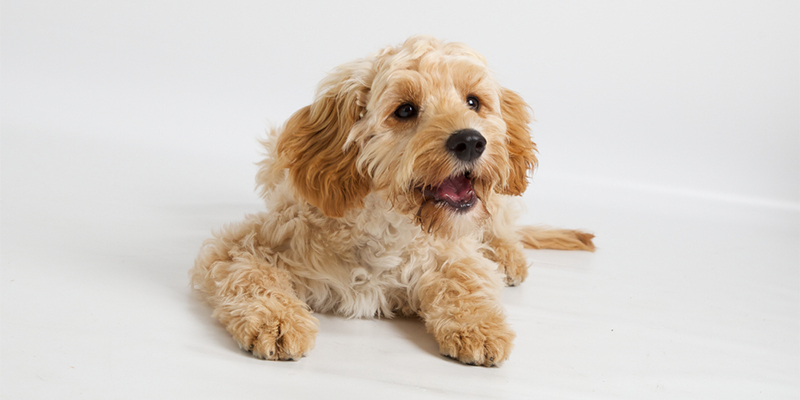 What You've Got To Know About The Cavapoo | Pet Master Singapore